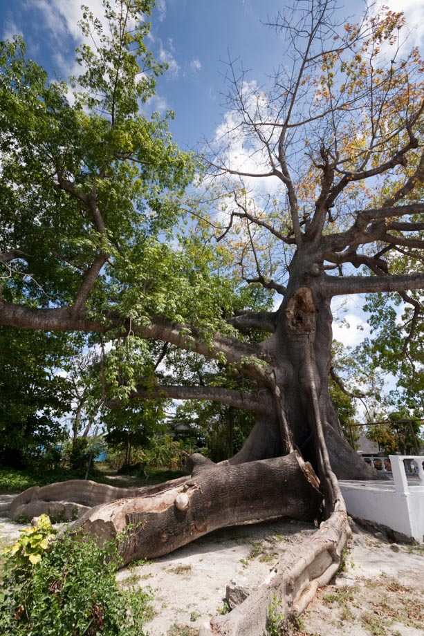 Huge Silk Tree Palmetto Point